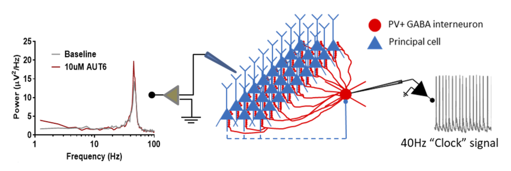 Fragile X Syndrome – Autifony Therapeutics
